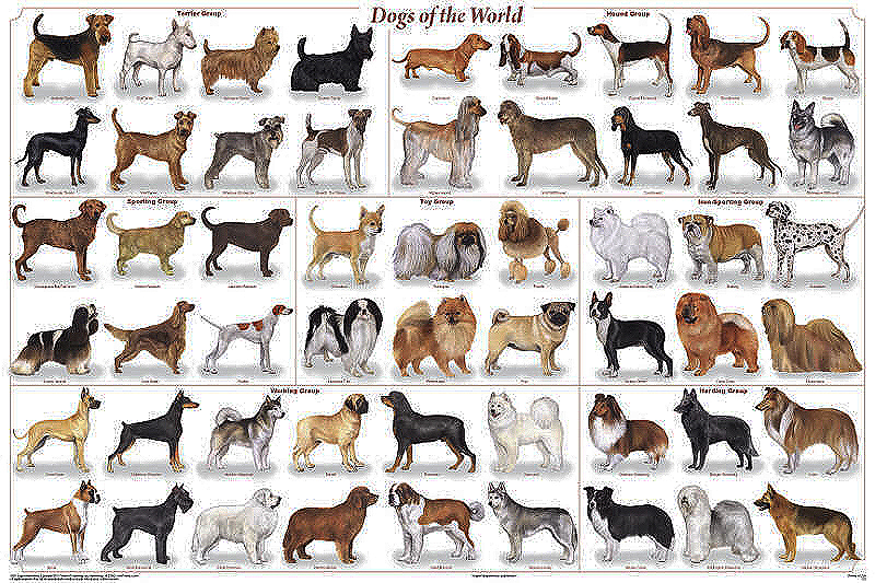 Tipos Raças De Cachorro _ Raças de cachorro: as 20 que você precisa ...