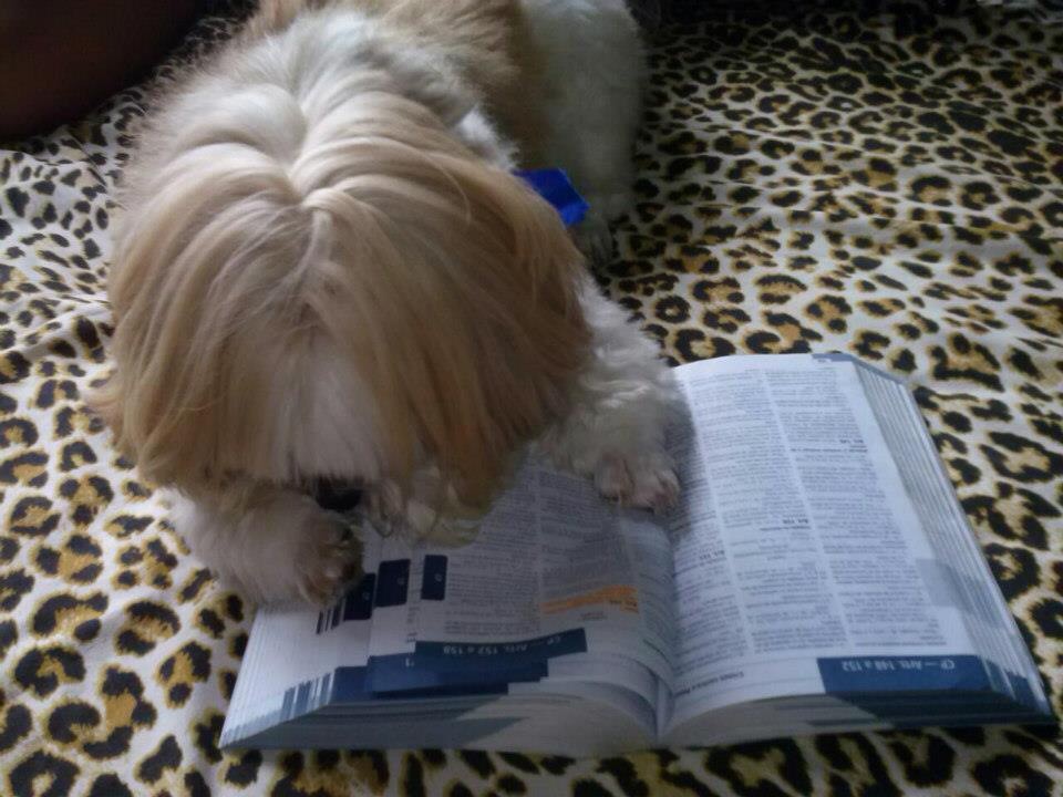 Fred - Portal do Dog