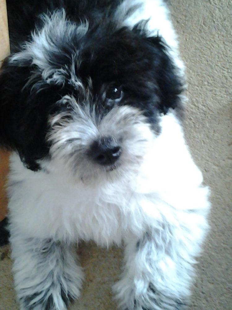 Lala - Portal do Dog