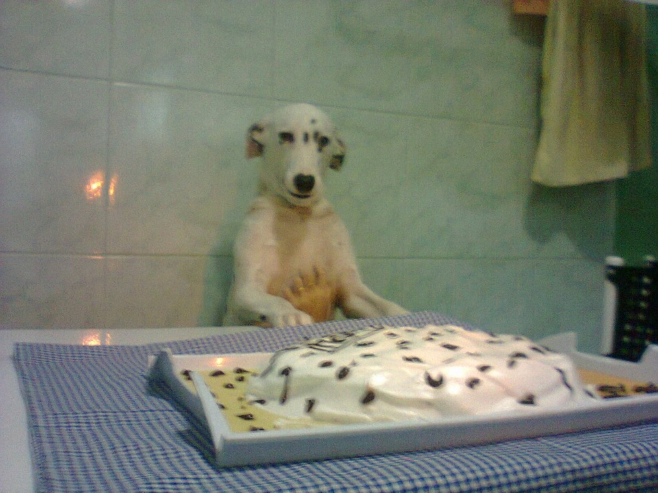 Thor - Portal do Dog