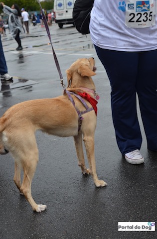1ª SP Dog Run - Portal do Dog