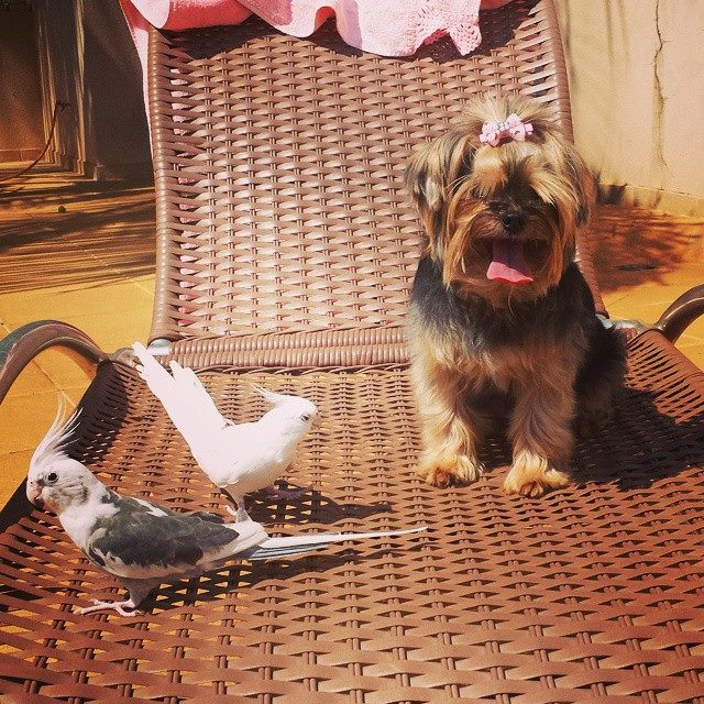 Aisha - Portal do Dog