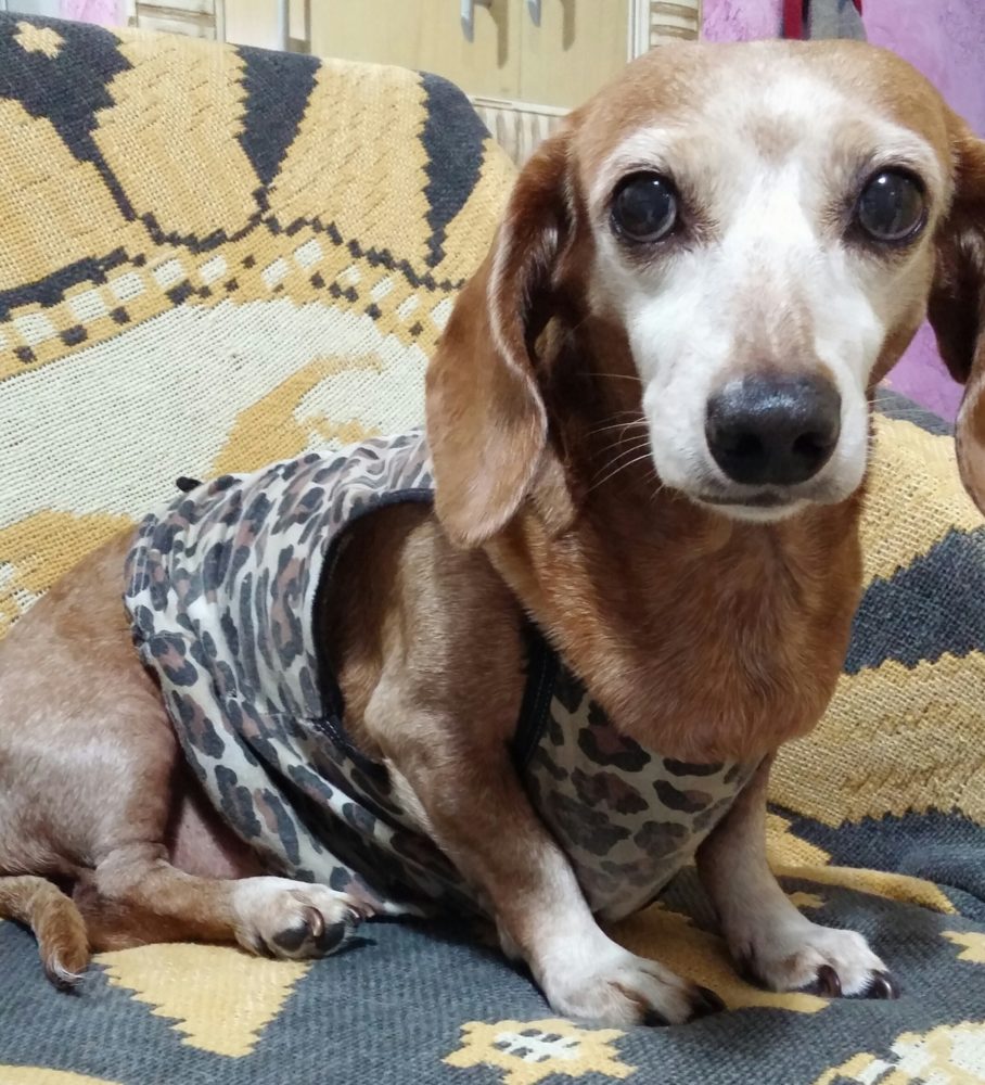 Nini - Portal do Dog