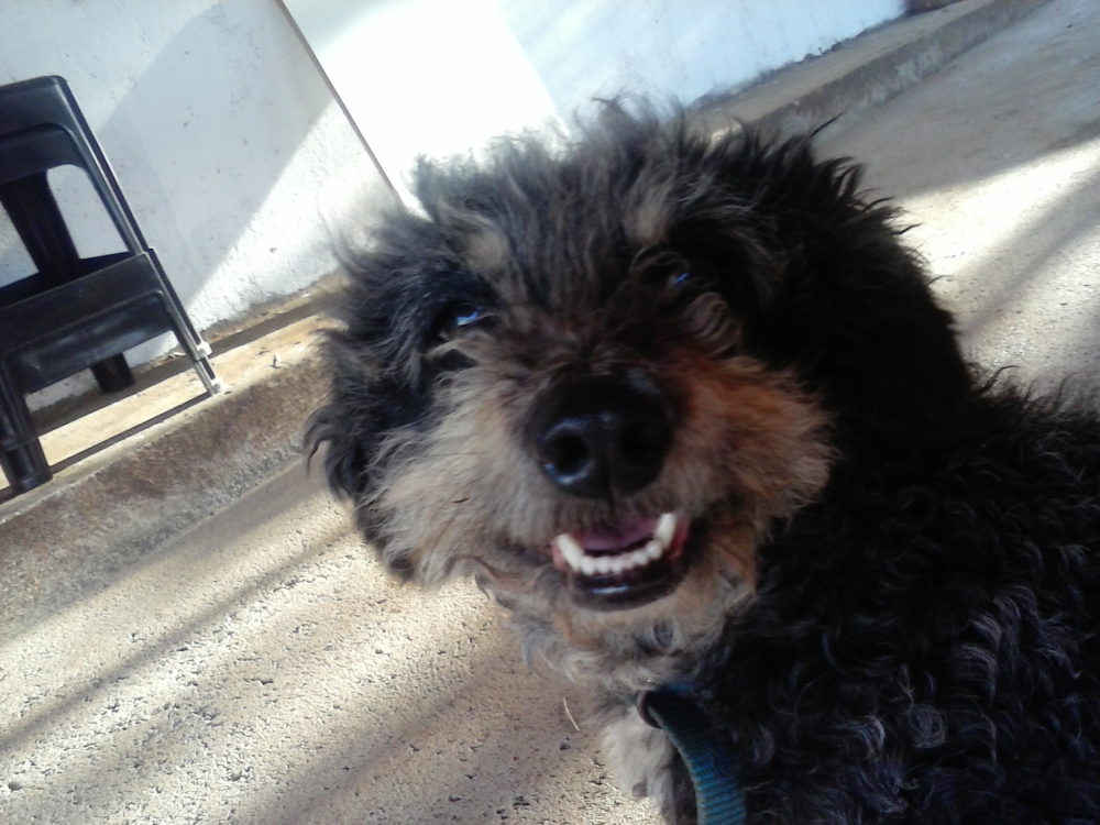 Bidu - Portal do Dog