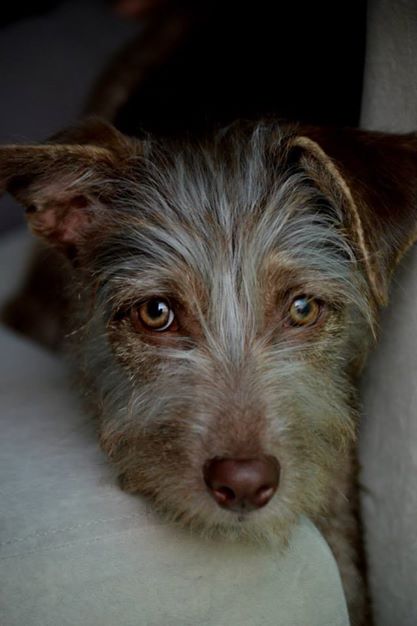 Floyd - Portal do Dog