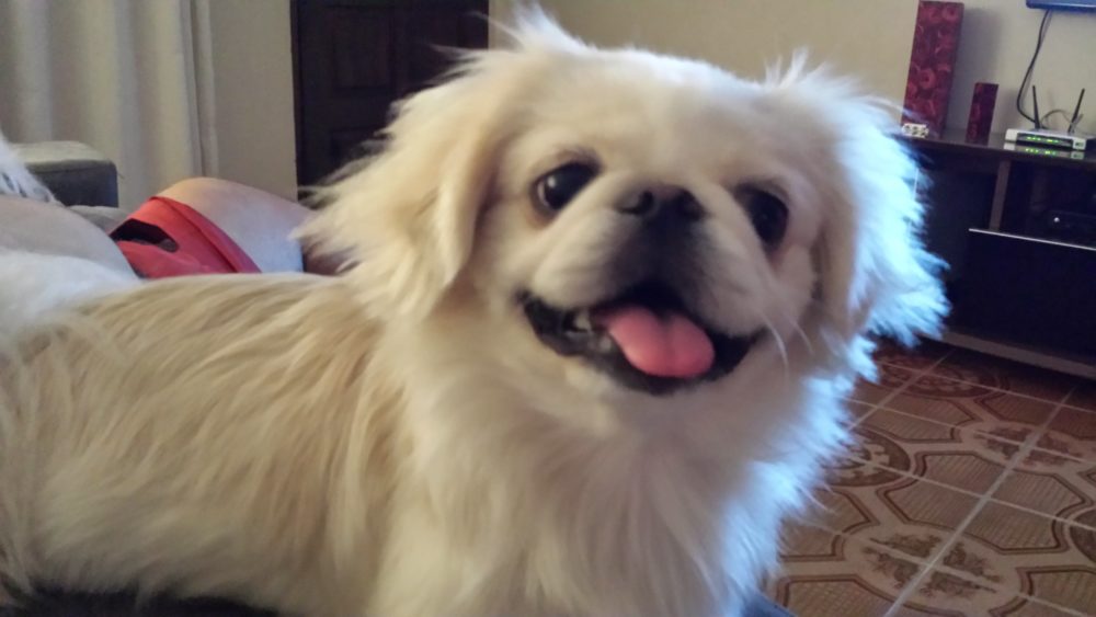 Maitê - Portal do Dog