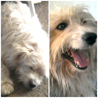 Bebe e Pingo - Portal do Dog