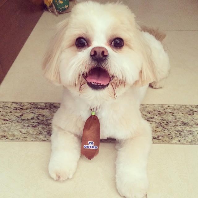 Bidu - Portal do Dog