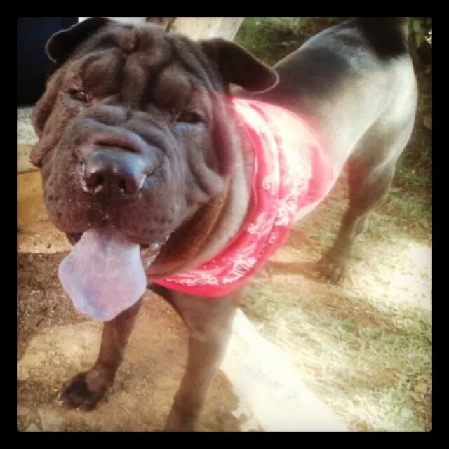 Mathias - Portal do Dog