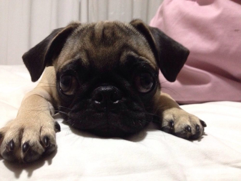 Matilda - Portal do Dog