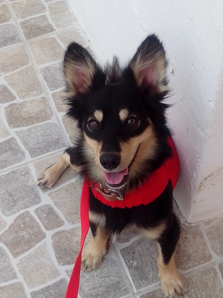 Lobinho - Portal do Dog