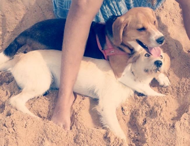 Bethoveen e Puru - Portal do Dog