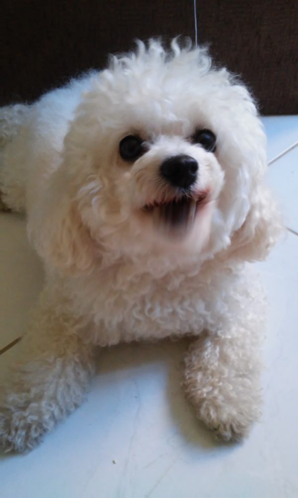 billy - Portal do Dog