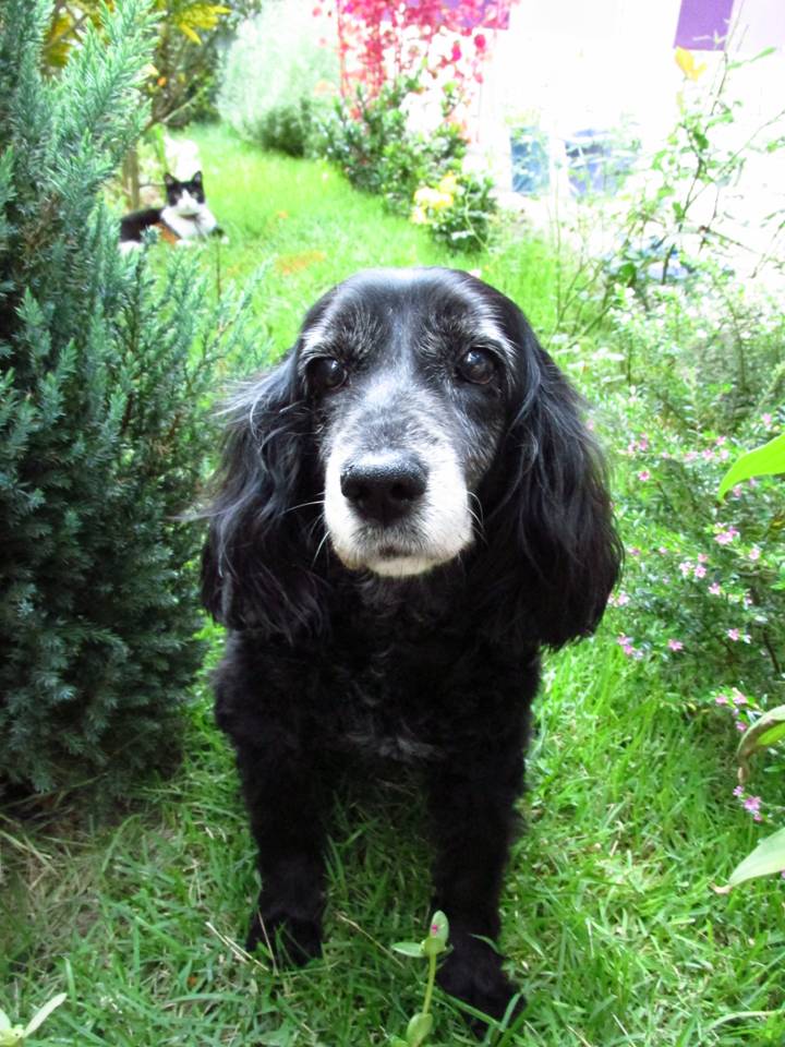 Panck - Portal do Dog