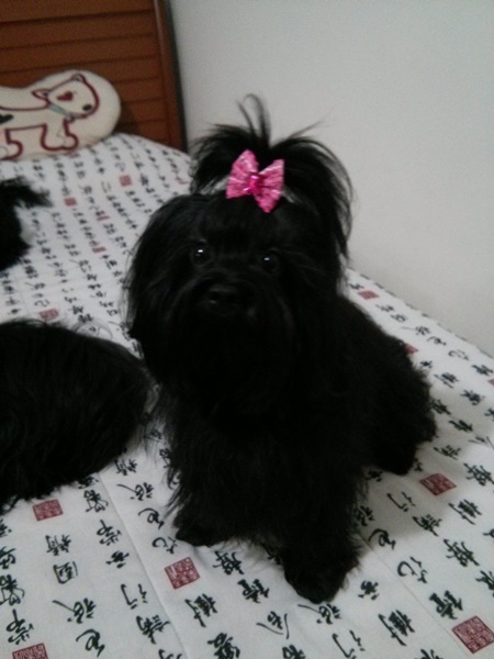 Amy Winehouse- mimi - Portal do Dog