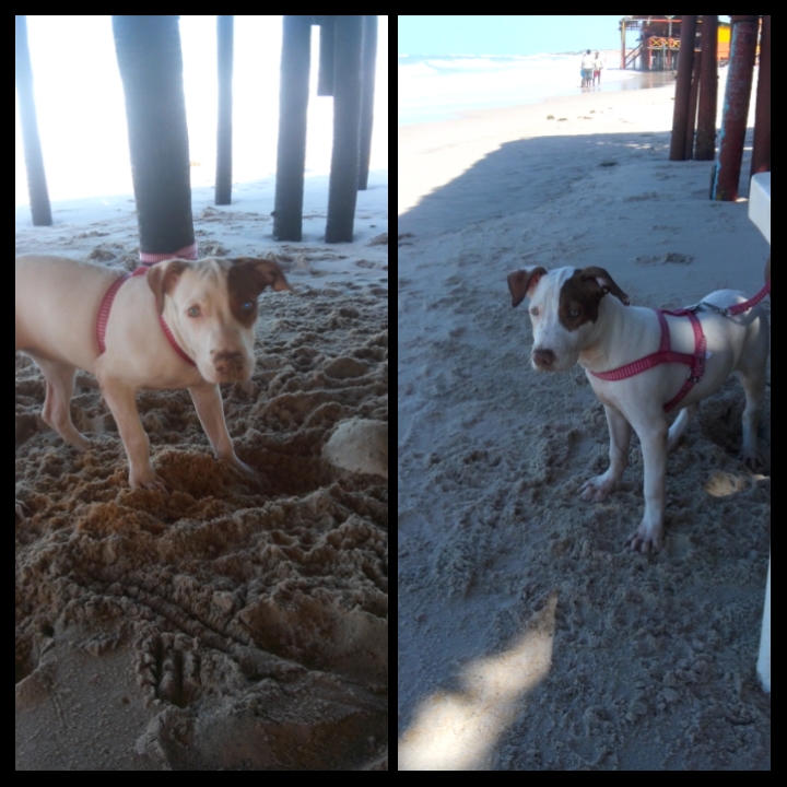 Meeg - Portal do Dog