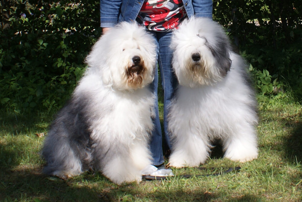 Tudo Sobre a Raça Bobtail - Características, Fotos e muito mais ...