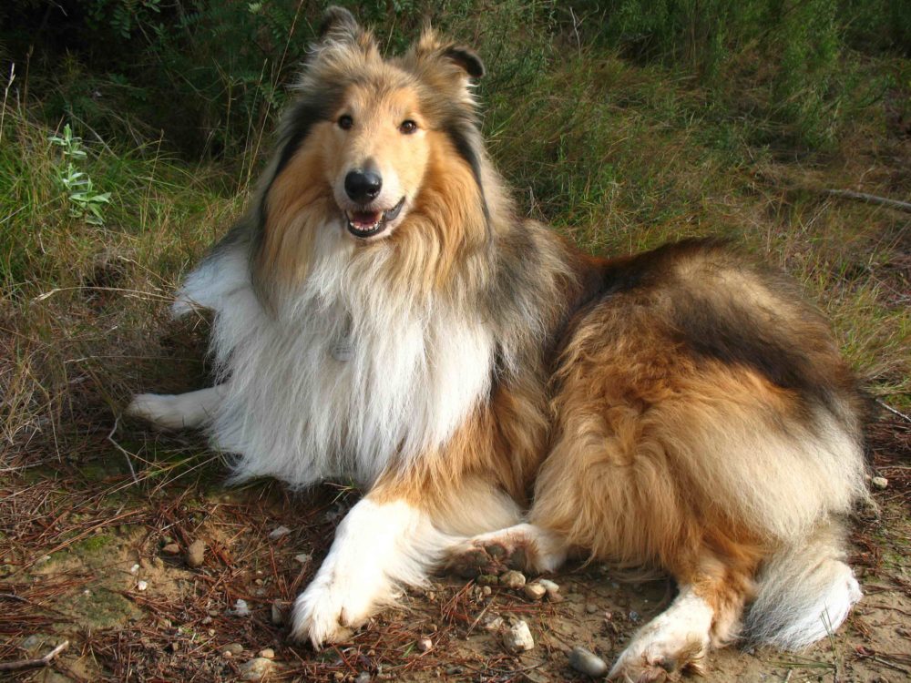 Tudo Sobre a Raça Collie - Características, Fotos e muito mais - Portal ...