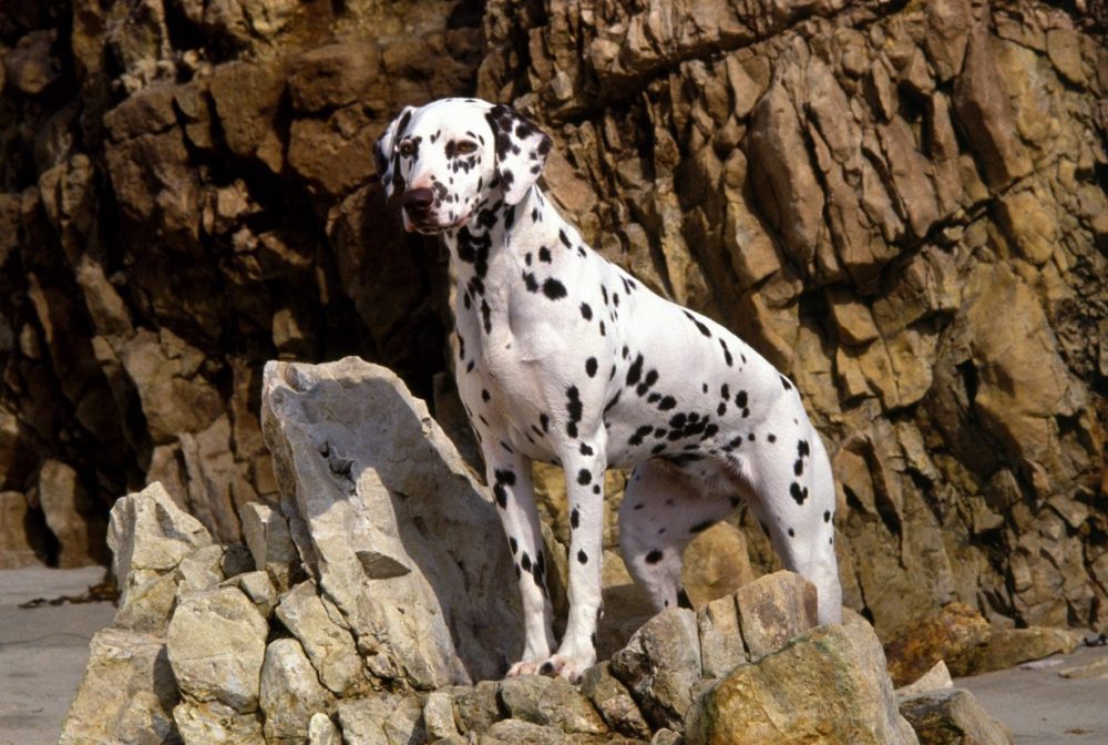 Tudo Sobre a Raça Dálmata - Características, Fotos e muito mais ...