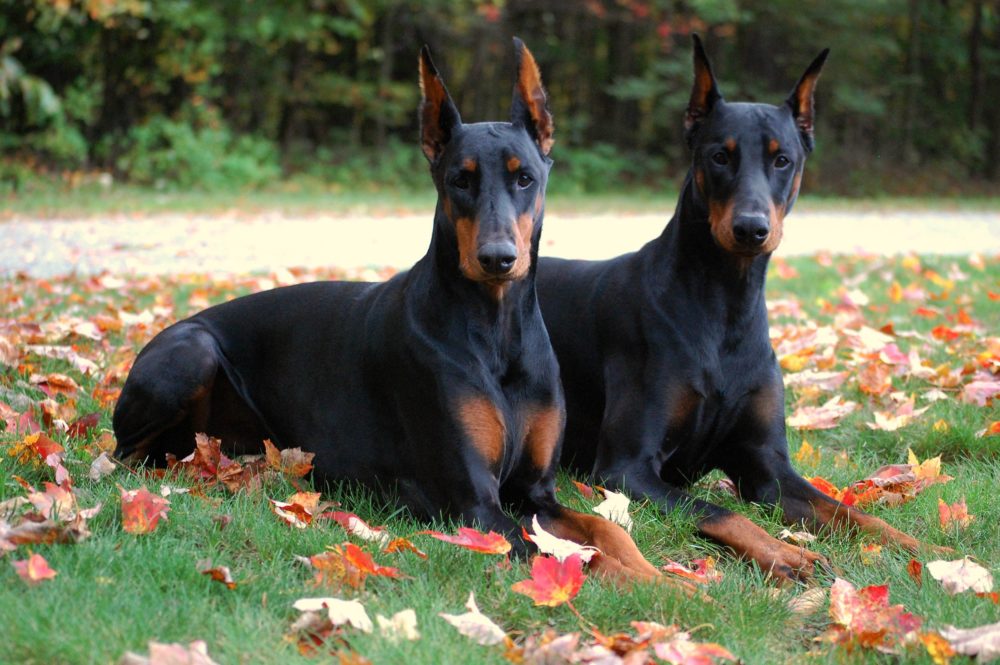 Tudo Sobre a Raça Dobermann - Características, Fotos e muito mais ...