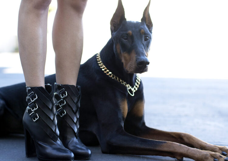 Tudo Sobre a Raça Dobermann - Características, Fotos e muito mais ...