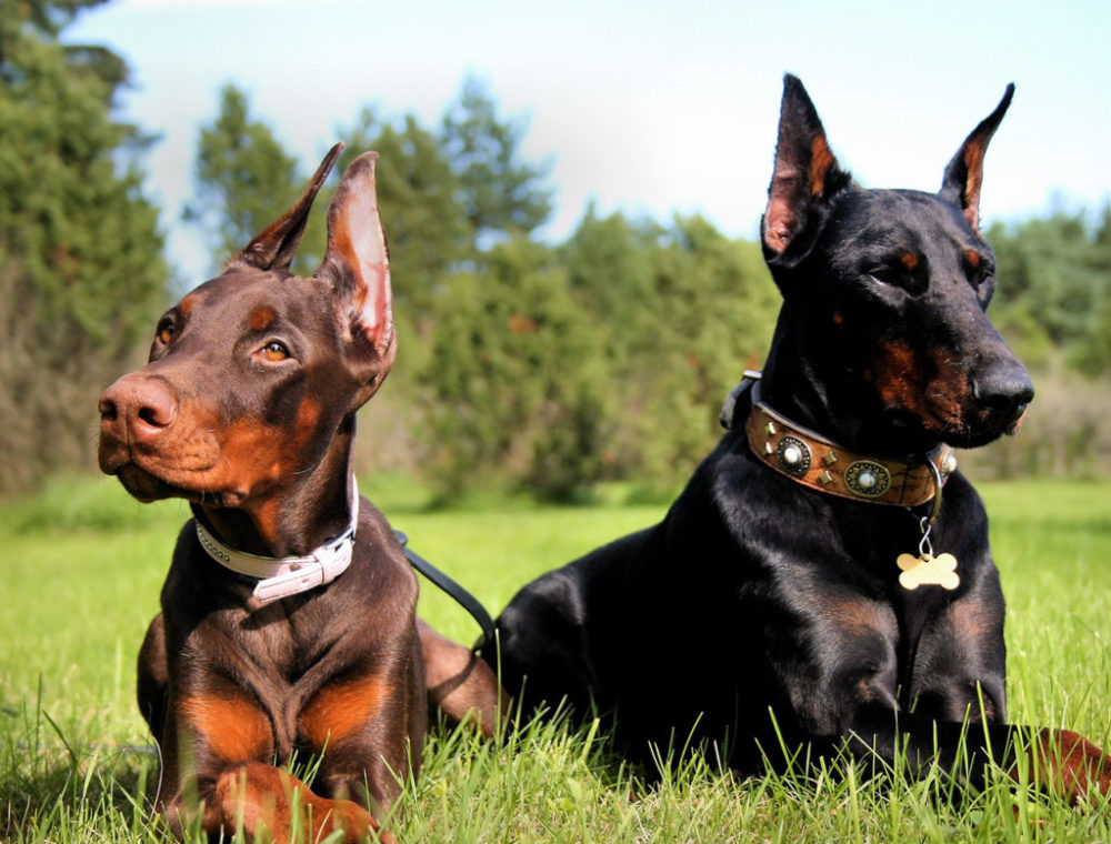 Tudo Sobre a Raça Dobermann - Características, Fotos e muito mais ...