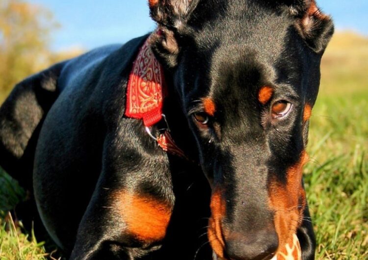 Tudo Sobre a Raça Dobermann - Características, Fotos e muito mais ...