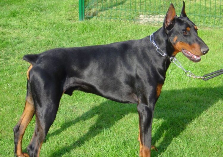 Tudo Sobre a Raça Dobermann - Características, Fotos e muito mais ...