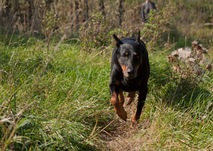 Tudo Sobre a Raça Dobermann - Características, Fotos e muito mais ...