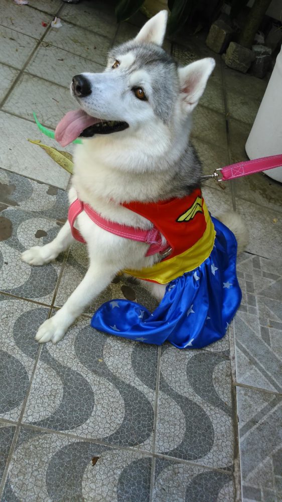 PITTY - Portal do Dog