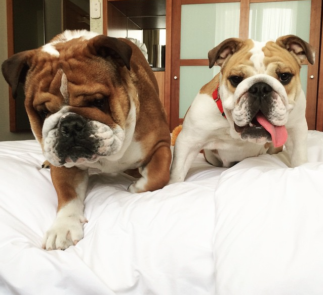 Cachorro de Lewis Hamilton participa da aula de canto do piloto ...