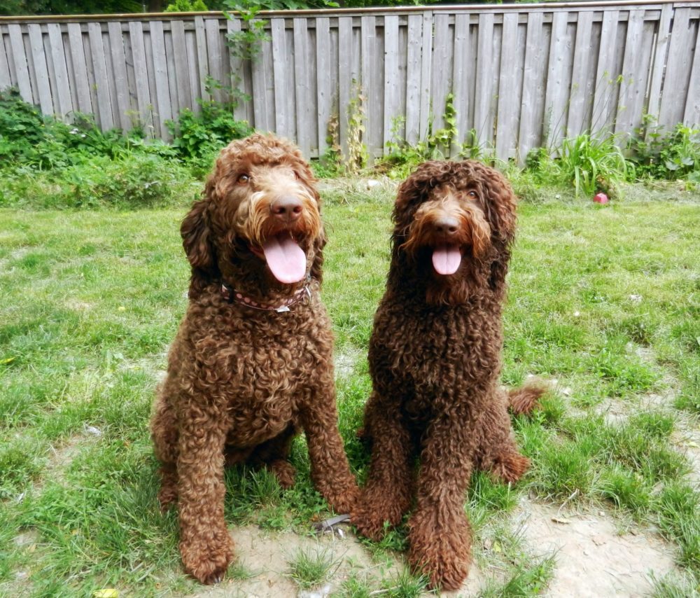 Tudo Sobre a Raça Labradoodle - Características, Fotos e muito mais ...