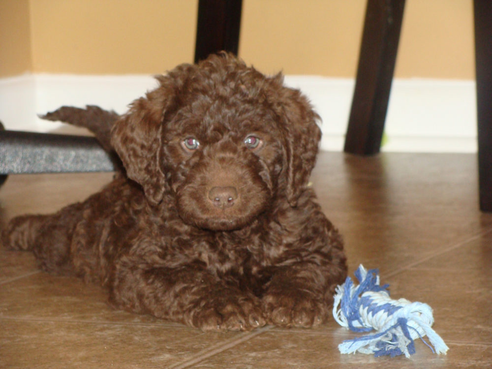 Tudo Sobre a Raça Labradoodle - Características, Fotos e muito mais ...