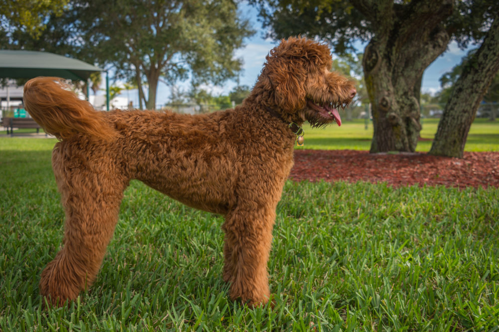 Tudo Sobre a Raça Labradoodle - Características, Fotos e muito mais ...