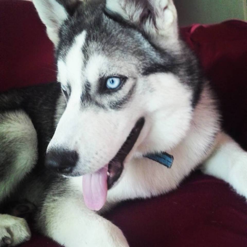 Thor - Portal do Dog