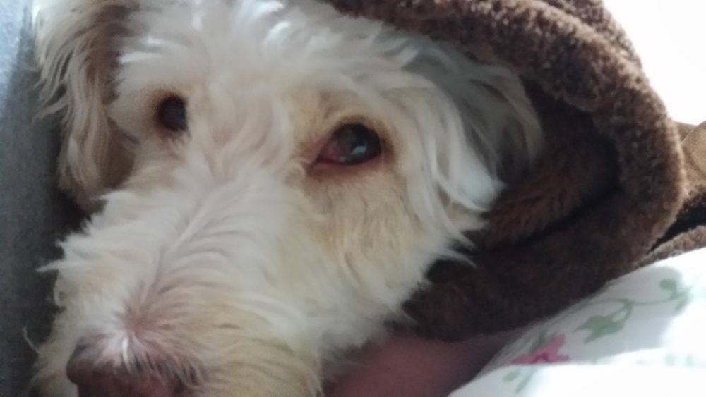 20140618_221231_LLS - Portal do Dog - Para quem ama cachorros!