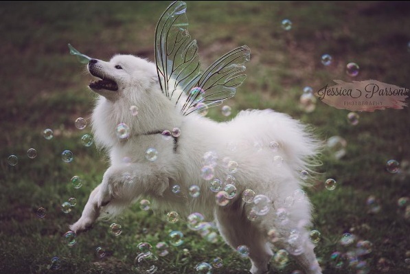 A fada canina mais linda que você vai conhecer - Portal do Dog