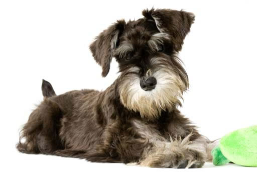 schnauzer_mini_raca_portal_dog-7 - Portal do Dog - Para quem ama cachorros!