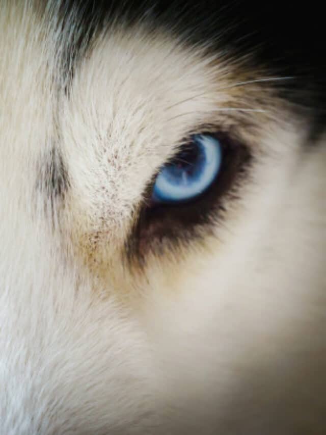 Cachorro com olho azul: Quais as principais raças - Portal do Dog ...