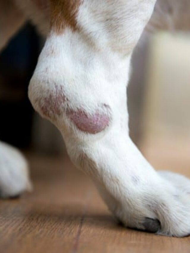 Piodermite Canina é um problema de saúde comum? - Portal do Dog - Para ...