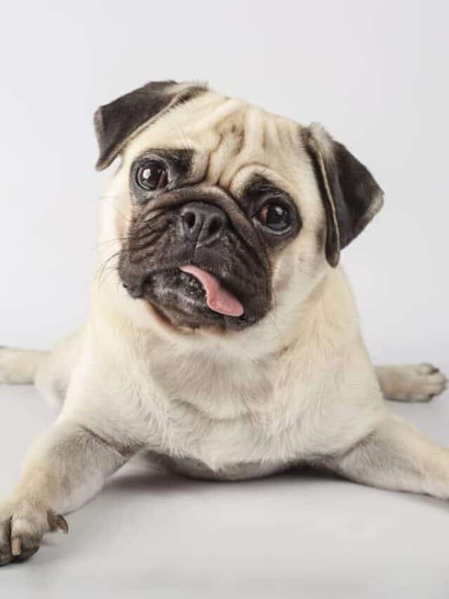 Cores do pug – Conheça as principais dessa raça - Portal do Dog - Para ...