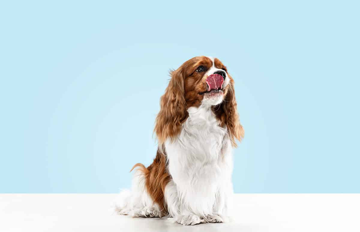 Raças de Cachorros Calmos - Lista com 8 - Veja Aqui