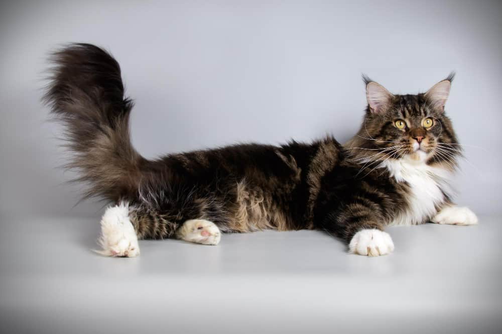 Maine Coon - Portal do Dog - Para quem ama cachorros!