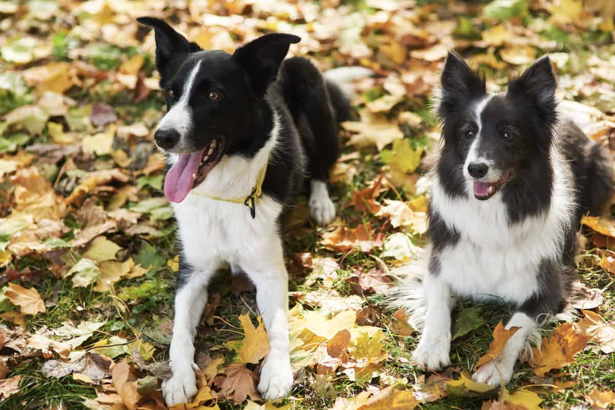 Como ensinar seu cachorro a cruzar? Confira! - Portal do Dog