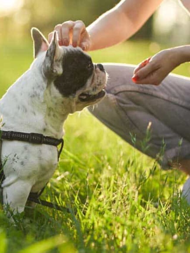 Sangue no xixi do cachorro! Fique ligado! - Portal do Dog - Para quem ...