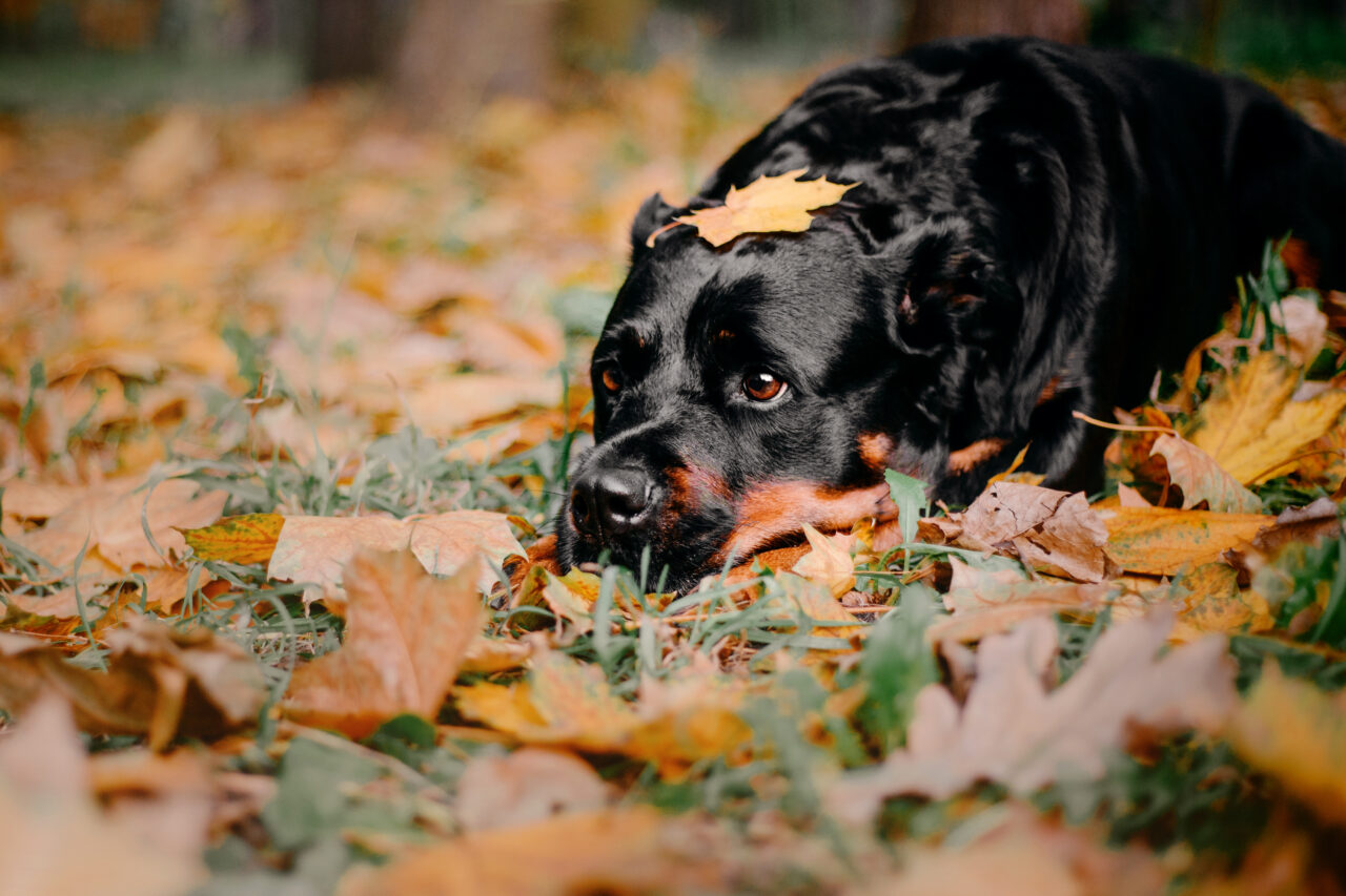 Atopia canina: A alergia silenciosa do cachorro.