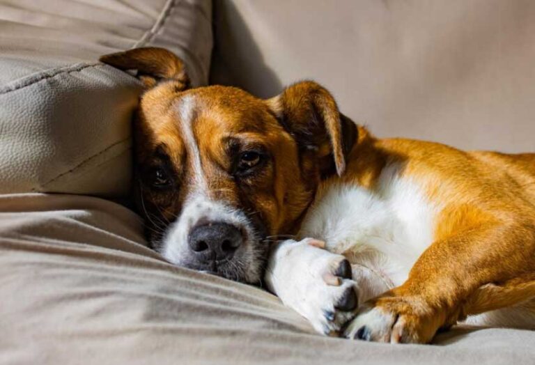 Parvovirose: entenda o que é, as causas, como evitar e tratar