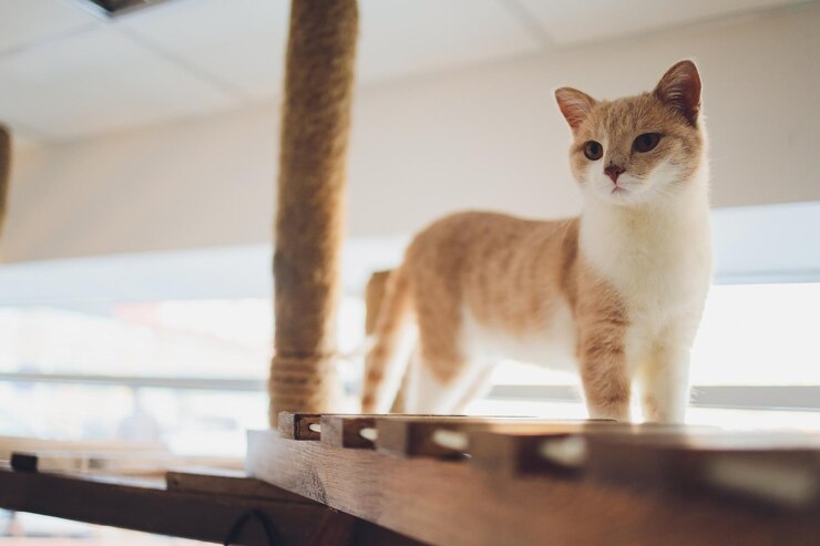 Munchkin: O adorável mundo dessa raça de gato