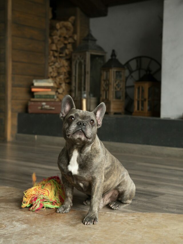 Cachorro comendo cocô? Saiba o que fazer! - Portal do Dog - Para quem ...