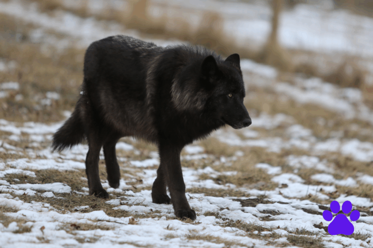 Lobo preto: Mistério e Beleza do Canis Lupus